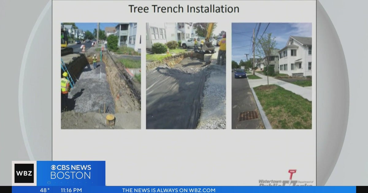 Eye On Earth: Tree trenches will help cool Watertown - CBS Boston