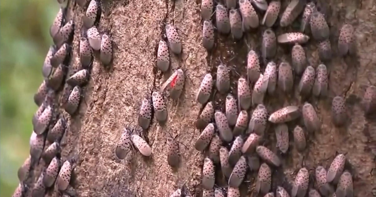 Spotted lanternflies have returned to the Delaware Valley - CBS ...