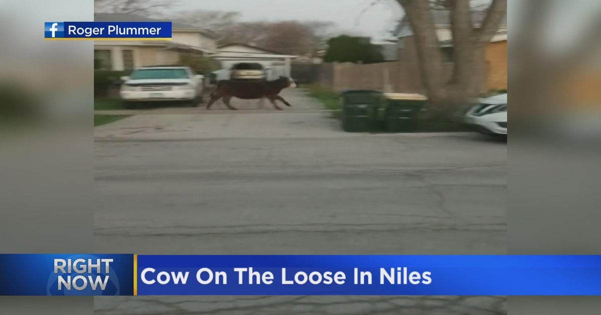 Udder chaos: cow gets loose in Niles - CBS Chicago