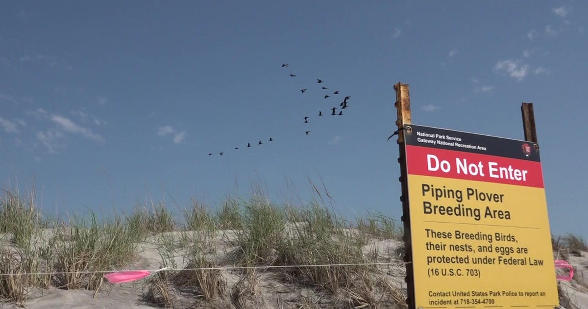 Share the shoreline: Push to protect piping plovers, key indicator of ...