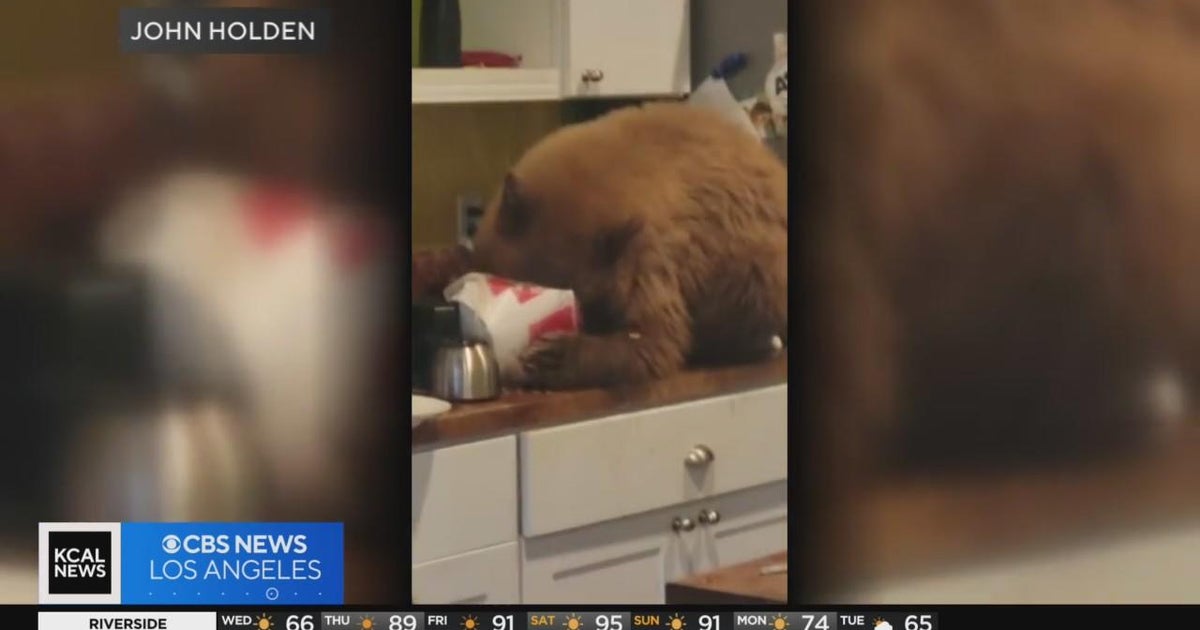 Bears declared public safety emergency by Sierra Madre - CBS Los Angeles