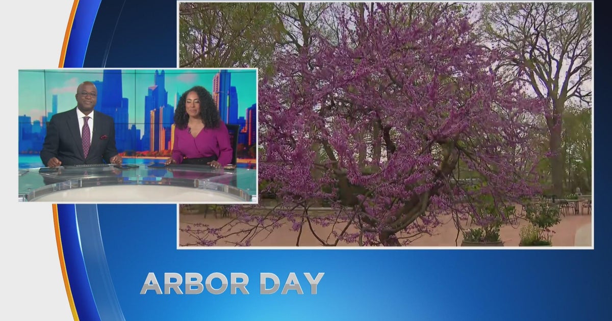 Morton Arboretum working to plant more trees across Chicagoland - CBS ...