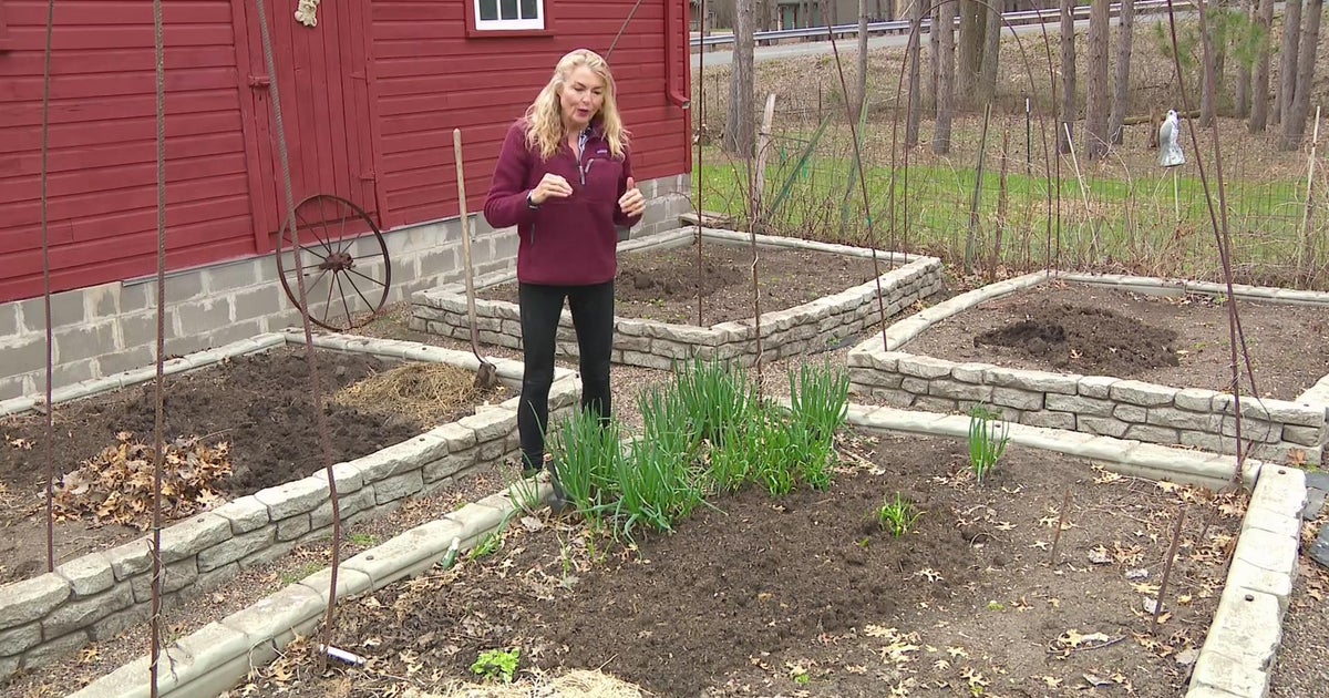 5 easy steps to get your garden growing - CBS Minnesota 5 easy steps to get your garden growing - CBS Minnesota