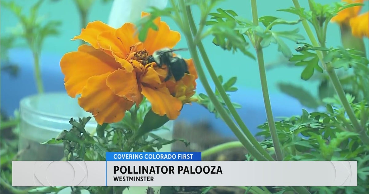 Butterfly Pavilion unveils new "Pollinator Palooza" exhibit - CBS Colorado
