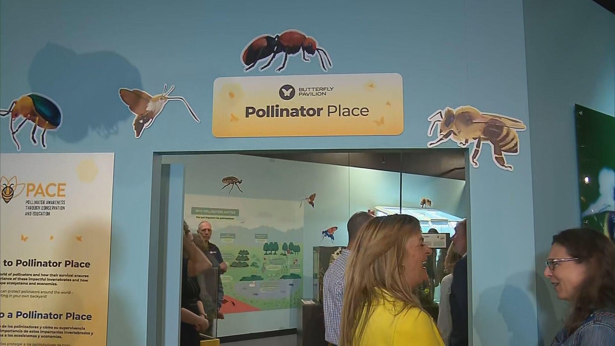 Butterfly Pavilion unveils "Pollinator Palooza" exhibit - CBS Colorado