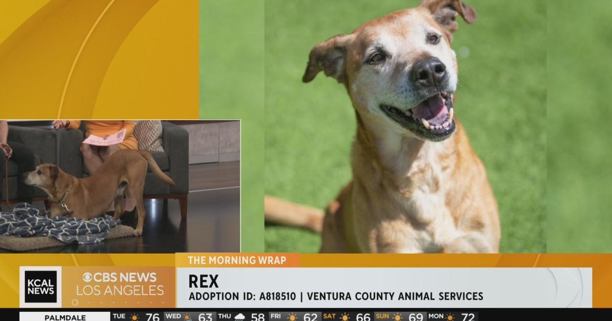 Pet of the Week: Rex, a 10-year-old lab, pit bull mix - CBS Los Angeles
