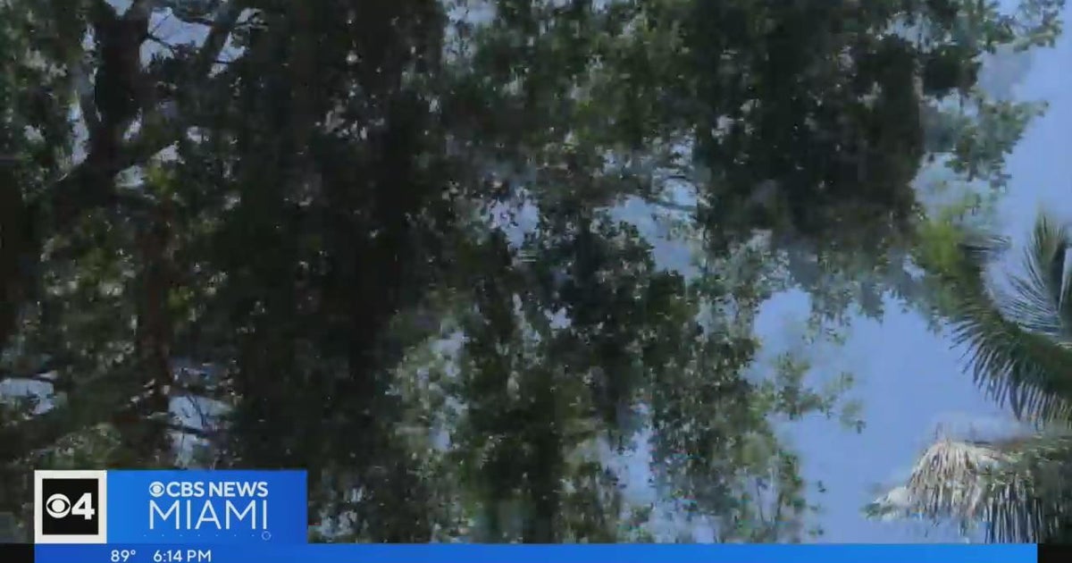 Initiative to plant more trees in Miami-Dade County - CBS Miami