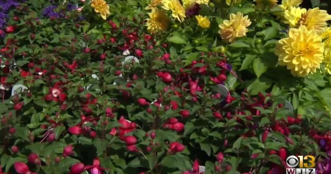 Lemon sticks abound: Baltimore's Flower Mart returns to Mount Vernon ...