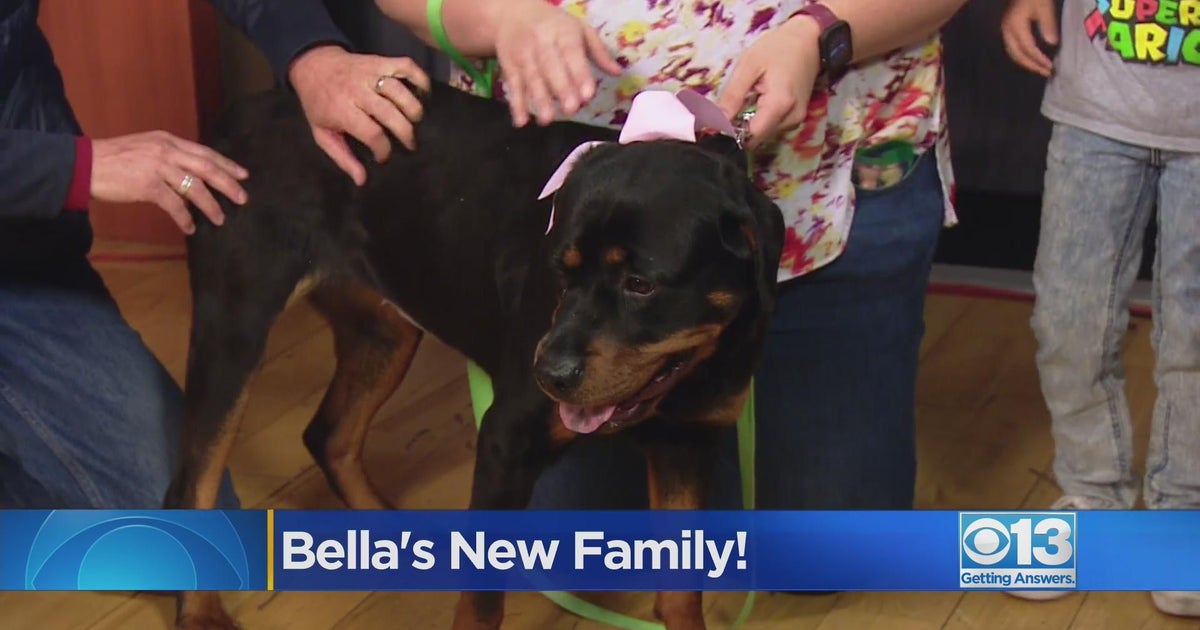 Rottweiler rescued by CBS13 photographer near Yolo Causeway adopted by ...