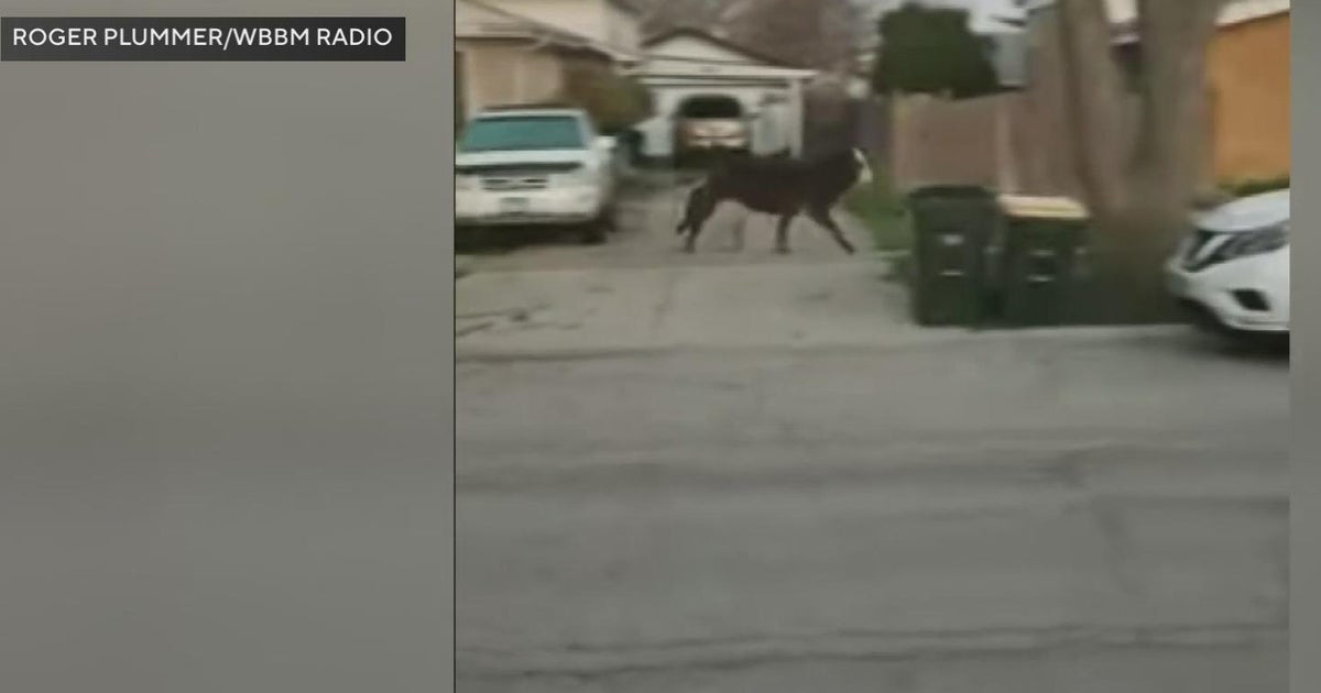 Cow running through Niles needs your help for a name - CBS Chicago