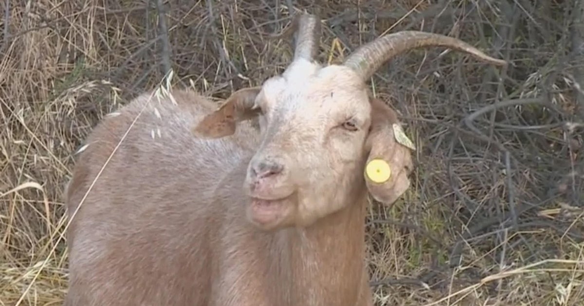 Nearly 7,000 goats and sheep to help Elk Grove clear brush - CBS Sacramento