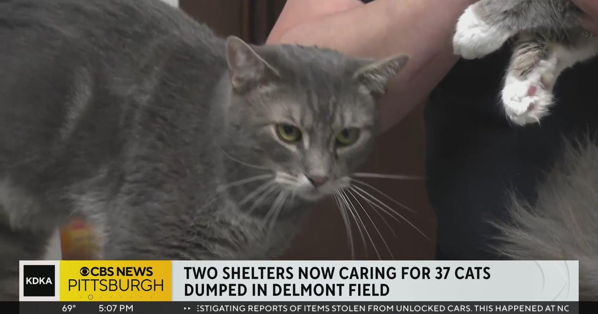 37 cats found dumped in Westmoreland County field - CBS Pittsburgh