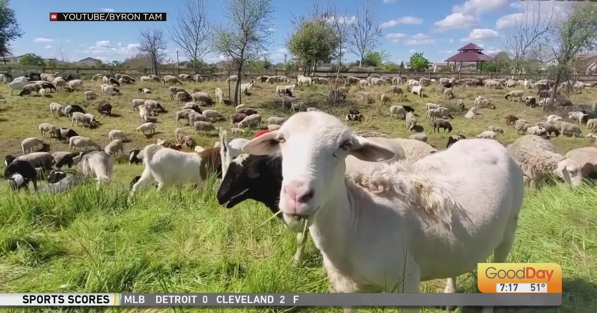 Baaaaa Baaaaaaaaaaa! - Good Day Sacramento