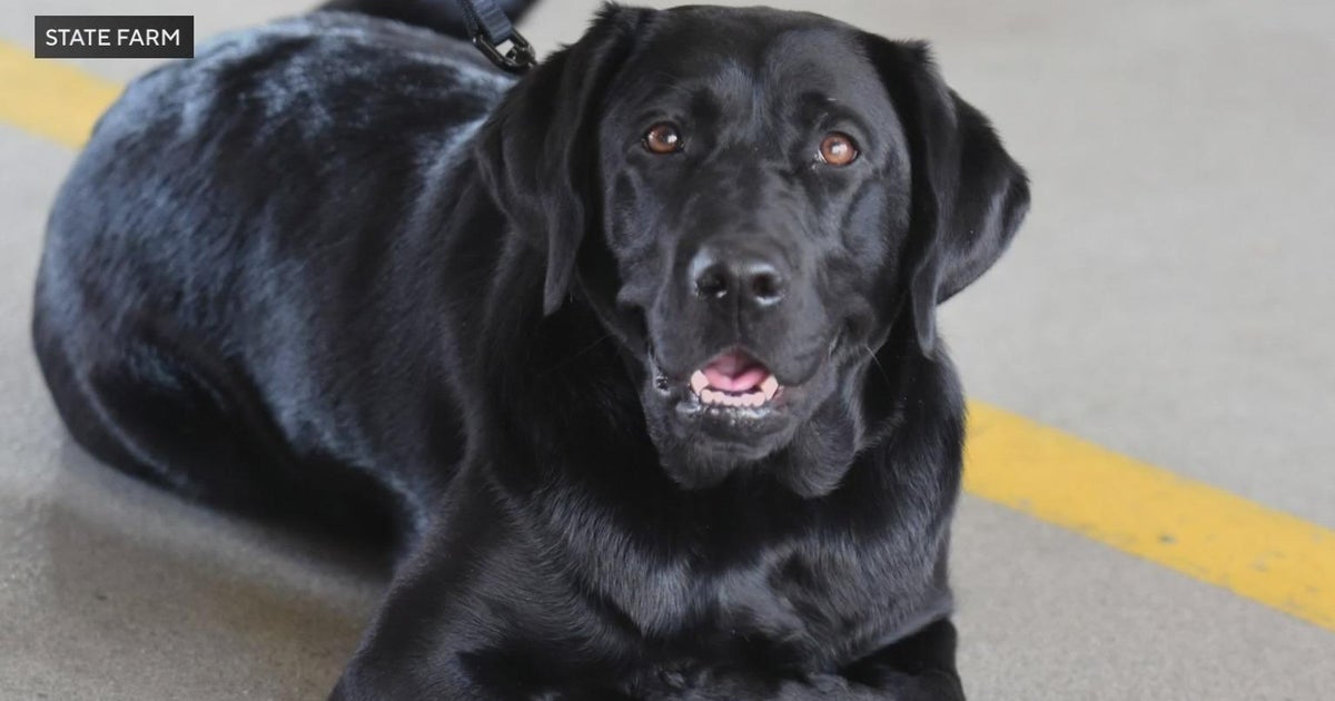 Crown Point Fire Rescue welcomes K-9 Sophie - CBS Chicago