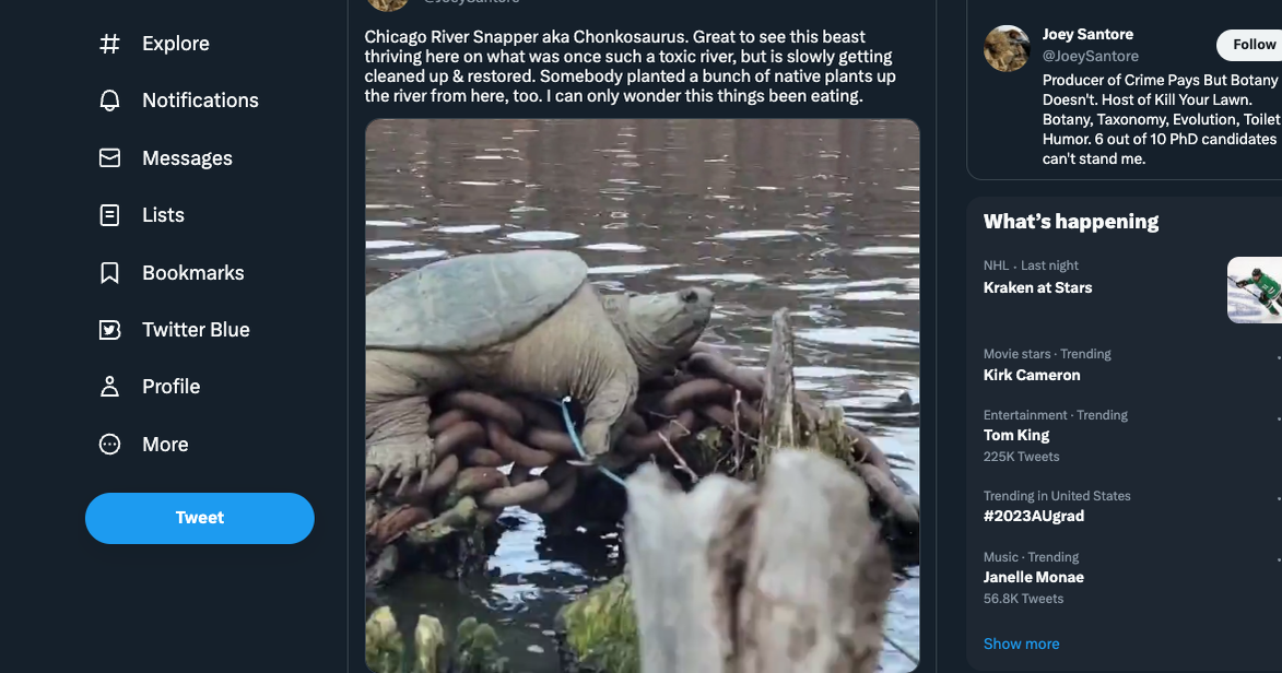 Watch: "Chonkosaurus," the plump, viral Chicago snapping turtle ...