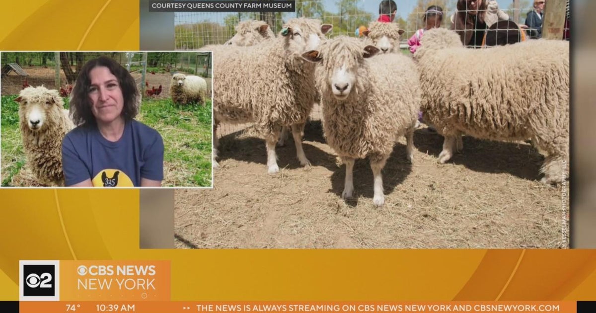 Sheep Shearing Festival at Queens County Farm Museum - CBS New York