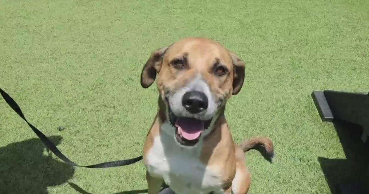PAWS Pet of the Week: Georgia - CBS Chicago