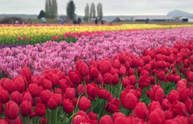 Tiptoeing through the tulips - CBS News