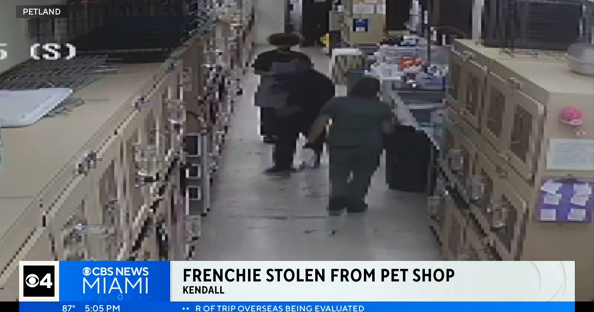 Man caught on camera stealing French Bulldog from Kendall Petland store ...