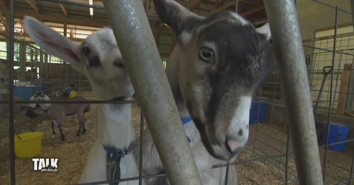 Local couple running 'a small but mighty' goat farm in northern ...
