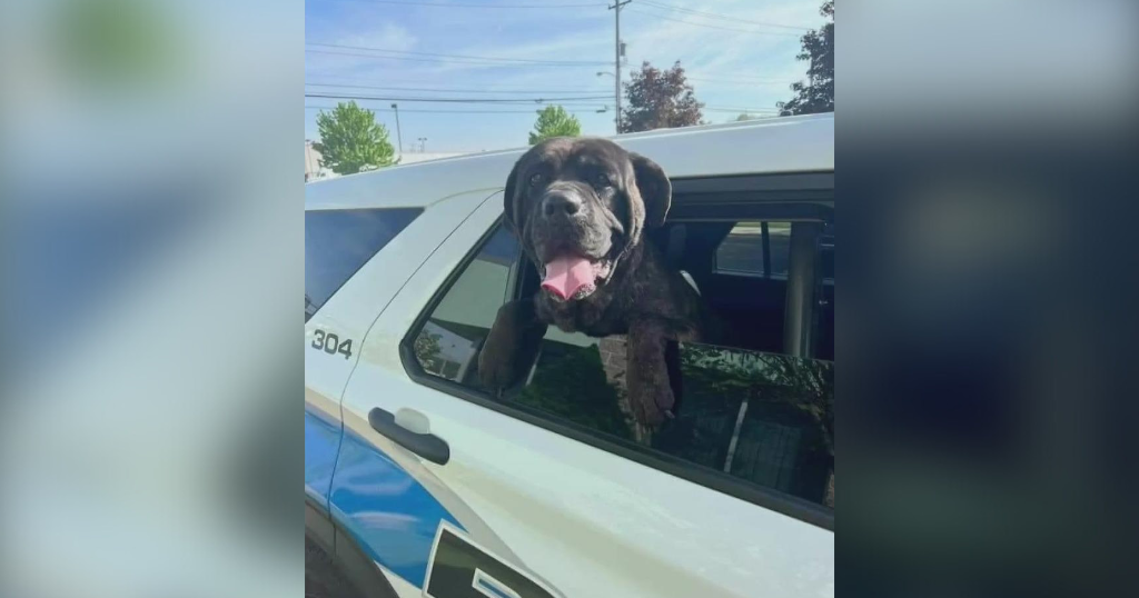 DA: No charges after Ambridge officer shoots, kills lost dog - CBS ...
