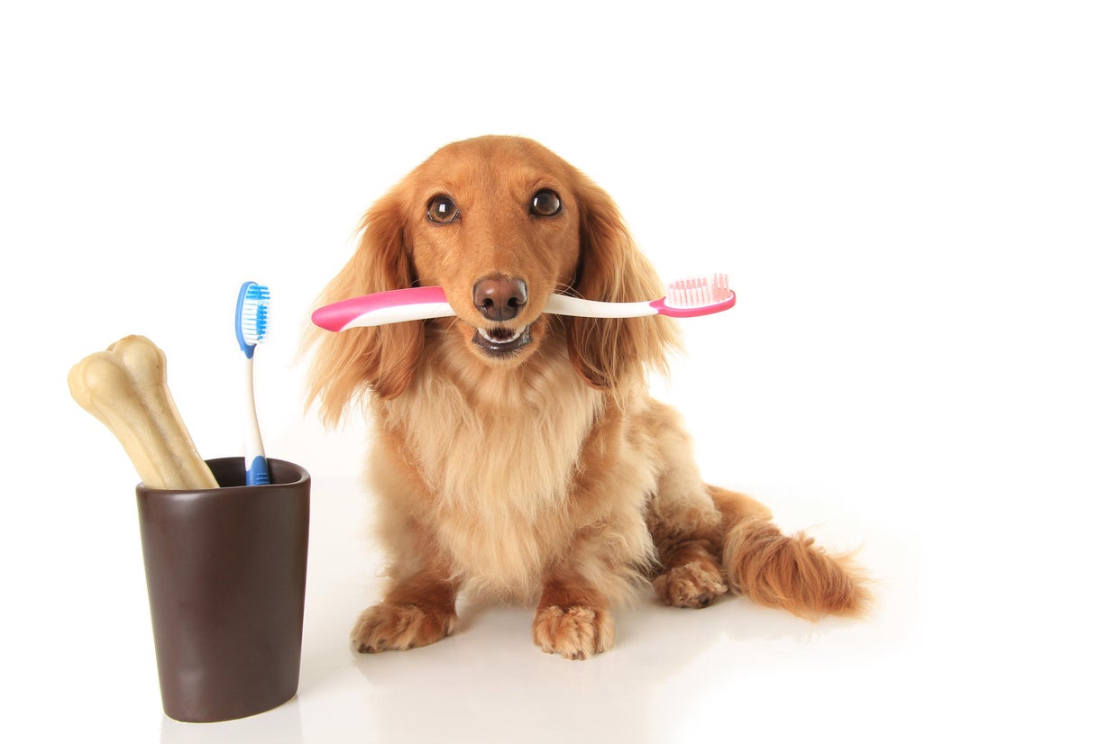 Which pet insurance covers dental? - CBS News