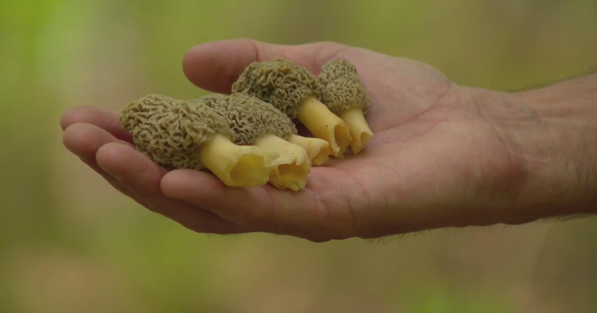 Morel mushroom hunters scavenge forest floors - CBS Minnesota