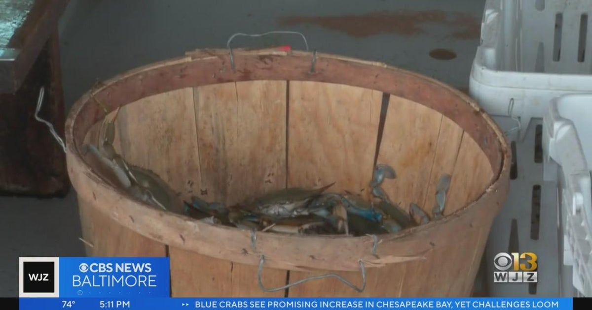 Blue Crabs see promising increase in Chesapeake Bay, yet challenges ...