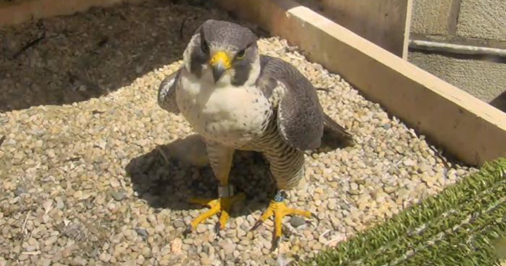 New peregrine falcon moves into Pitt's Cathedral of Learning - CBS Pittsburgh