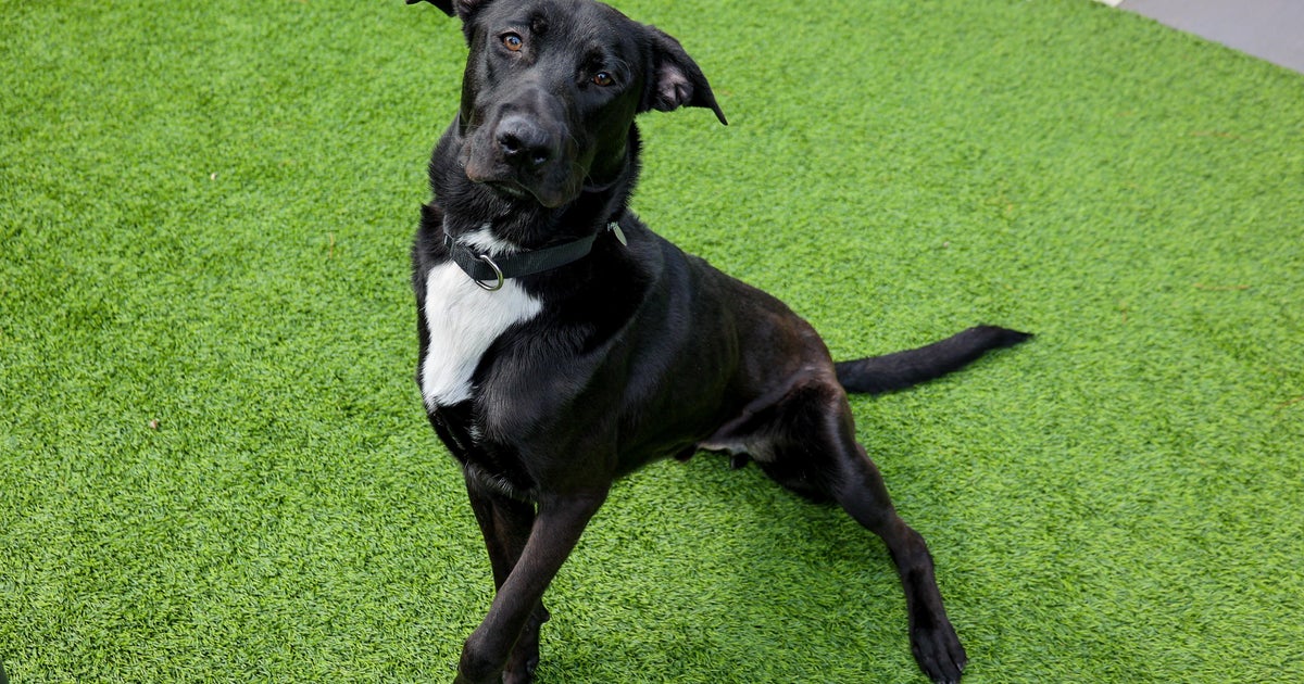 PAWS Pet of the Week: Ford - CBS Chicago