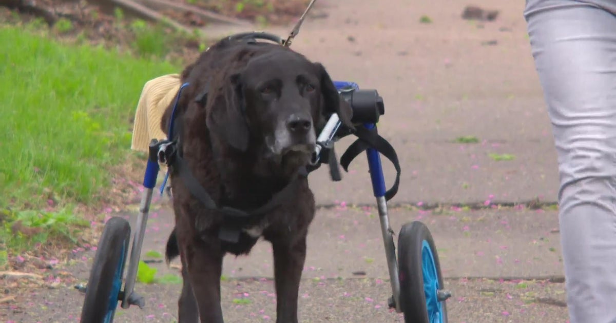 Monday Motivation: A determined dog, the power of saying no - CBS Minnesota