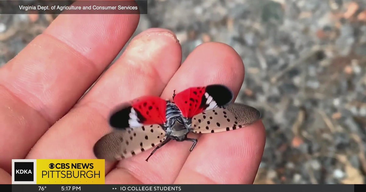 Spring brings return of spotted lanternflies - CBS Pittsburgh