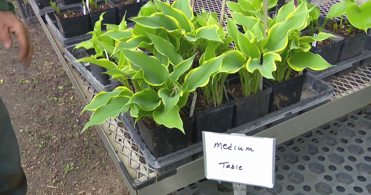 Rebecca Kolls visits a hosta farmer - CBS Minnesota