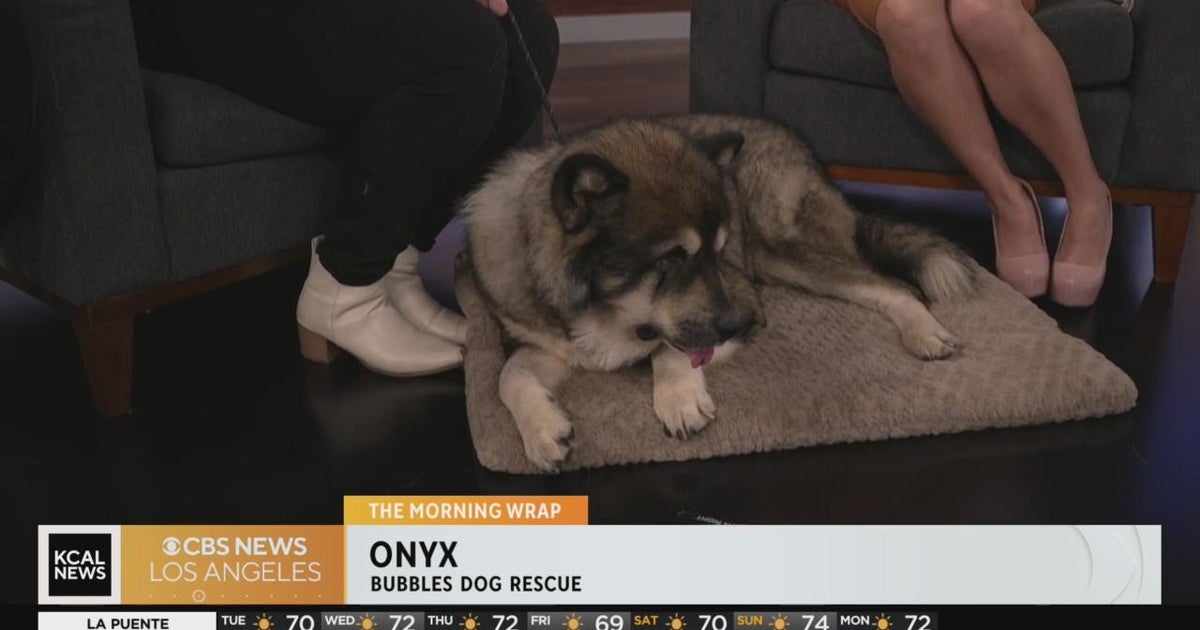 Pet of the Week: Meet Onyx! - CBS Los Angeles