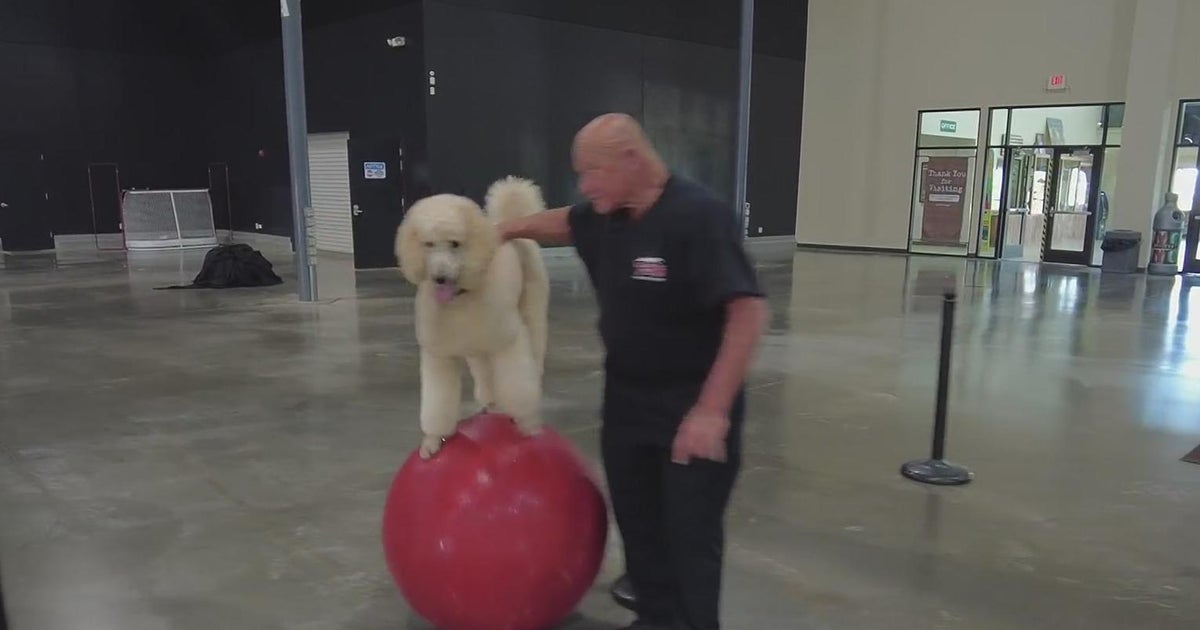 Meet Lake County's top K9 trainer, Alex Rothacker - CBS Chicago