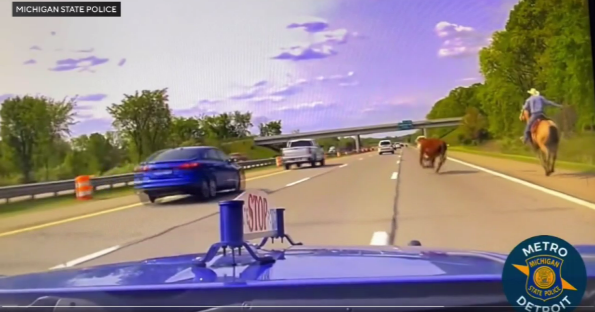 Real-life cowboy wrangles stray cow on Michigan interstate - CBS Chicago
