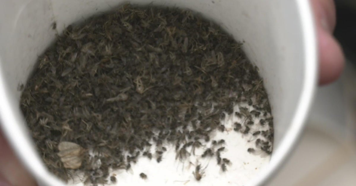 Biting gnats are back: Here's how to fend them off - CBS Minnesota