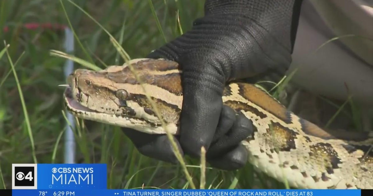 Registration opens for 2023 Python Challenge - CBS Miami