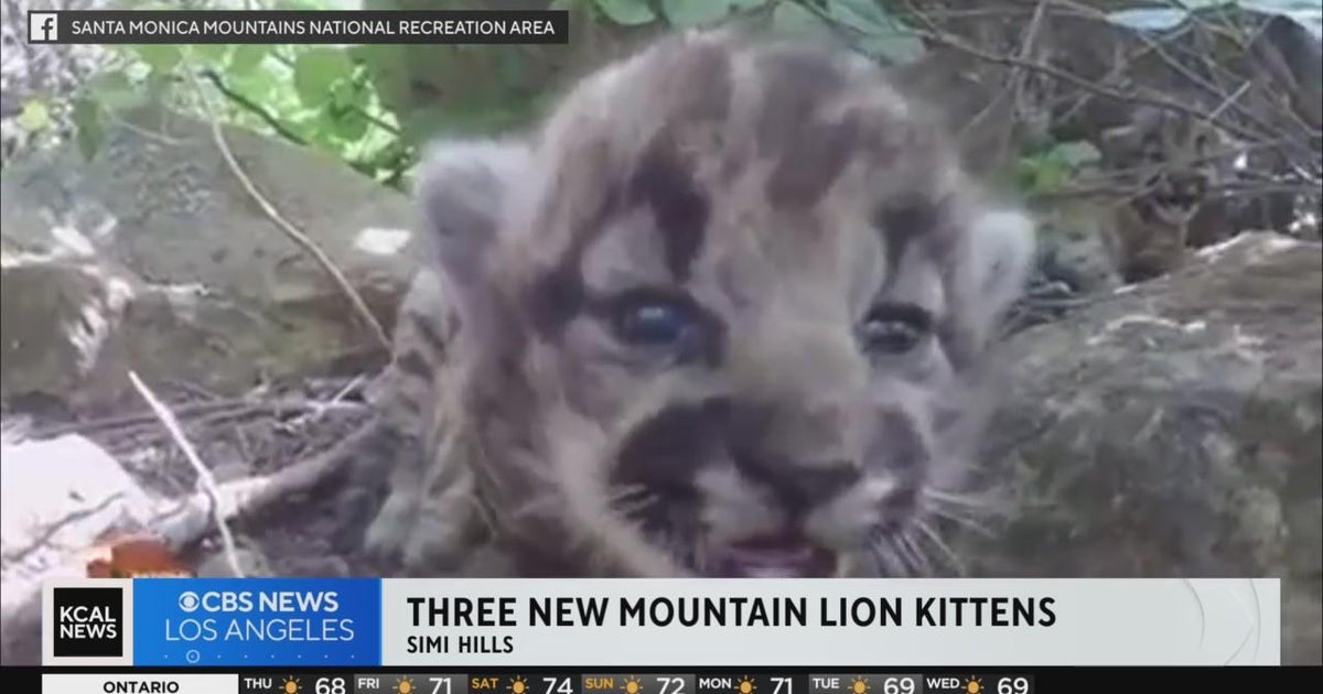 Park rangers find three mountain lion kittens in Simi Hills - CBS Los ...