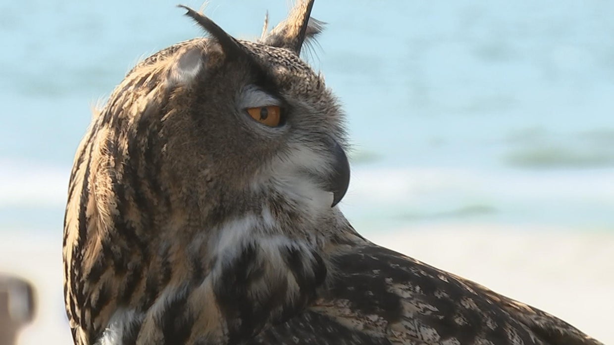 Ocean City N.J. uses hawks, birds of prey to fend off seagulls - CBS ...
