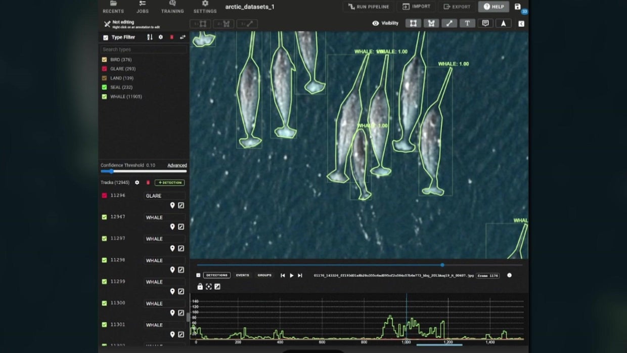 U of M grad's Whale Seeker named among world's top 10 AI projects for ...