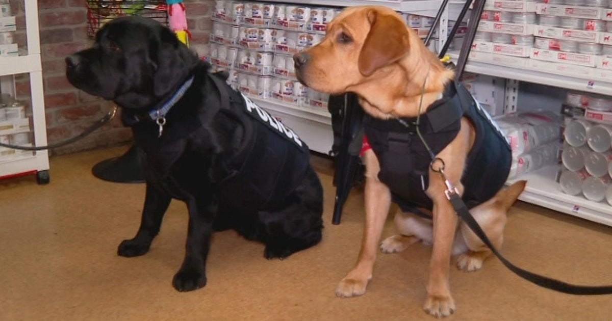 Stoneham Animal Hospital buys bulletproof vests for Reading Police ...