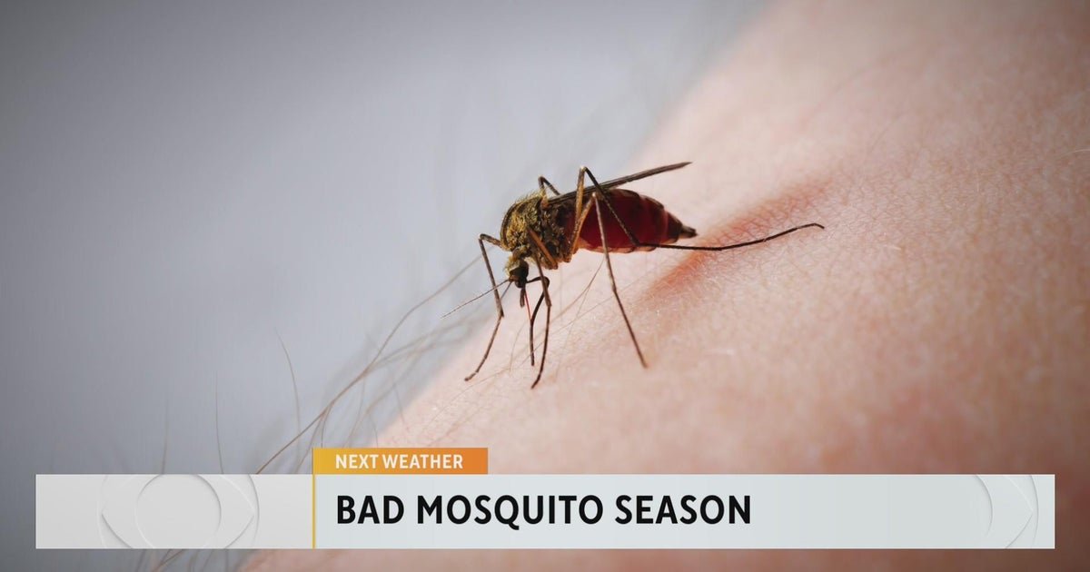 Mosquito season off to a particularly bad start - CBS Minnesota