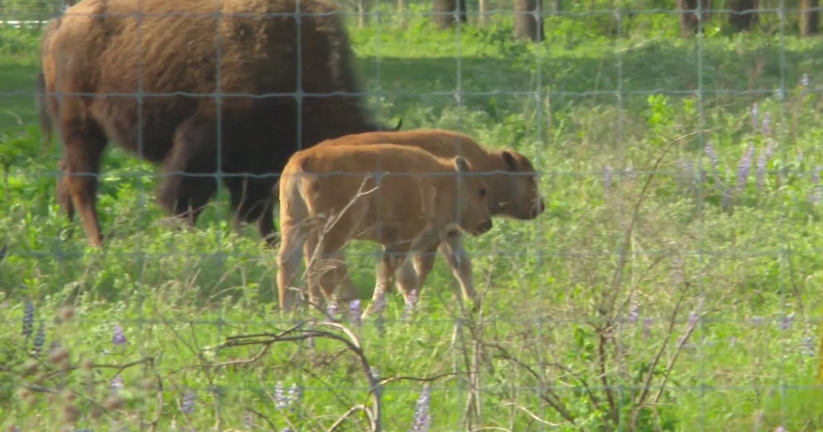 4 new bison calves born at Spring Lake Park Reserve - CBS Minnesota
