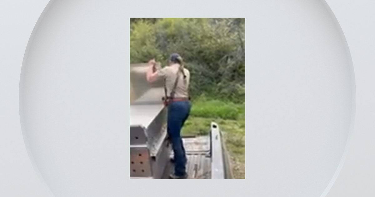 Young bear released into the wild after rehabilitation from Colorado ...