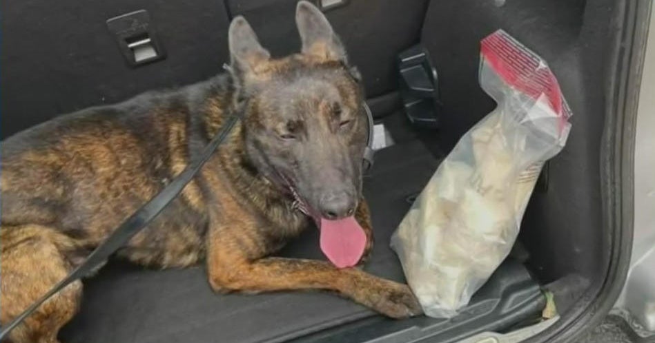 Funeral services for K9 Hudson happening Thursday - CBS Chicago