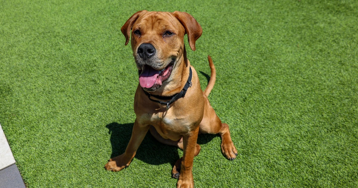 PAWS Pet of the Week: Lil Bit - CBS Chicago