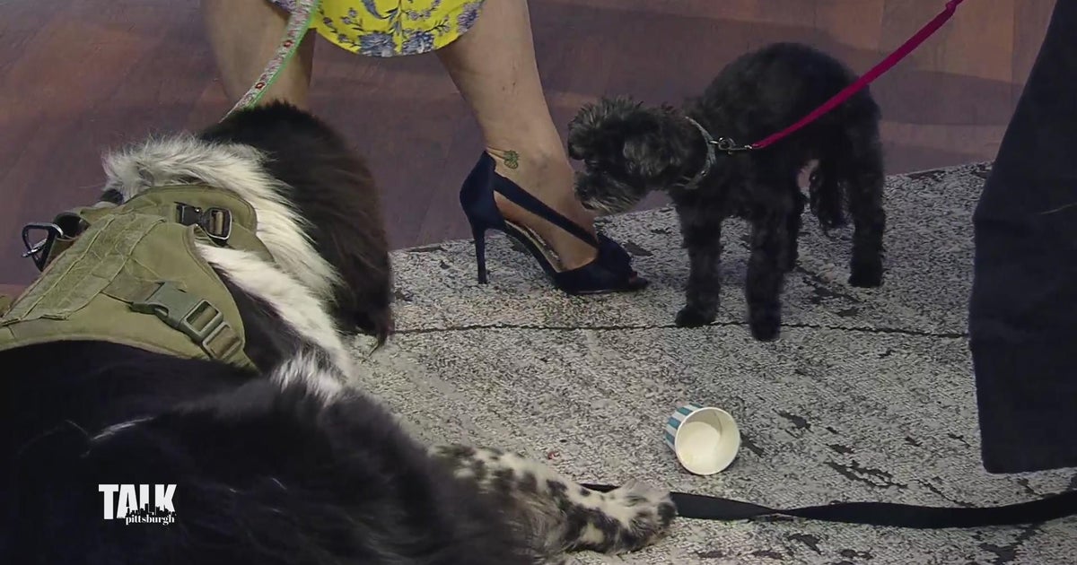 Lucy enjoys sweet treats from Salty Paws - CBS Pittsburgh