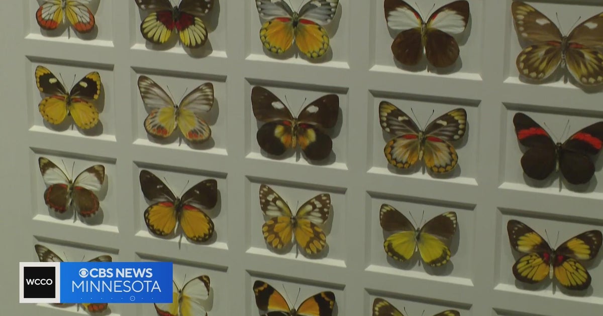 "Exquisite Creatures" exhibit shows beauty in creepy crawlers - CBS ...