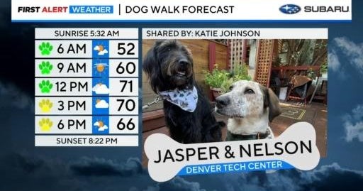 Jasper & Nelson join Dog Walk Forecast - CBS Colorado
